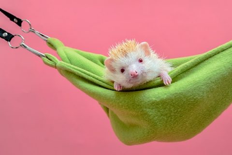10 Best Toys for Hedgehogs - Toy Pet Reviews